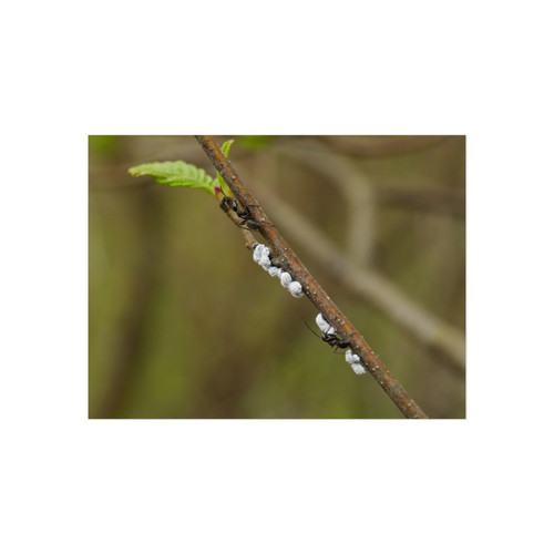 Ants | Levi O'Brien Trees