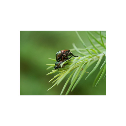 Beetles | Levi O'Brien Trees