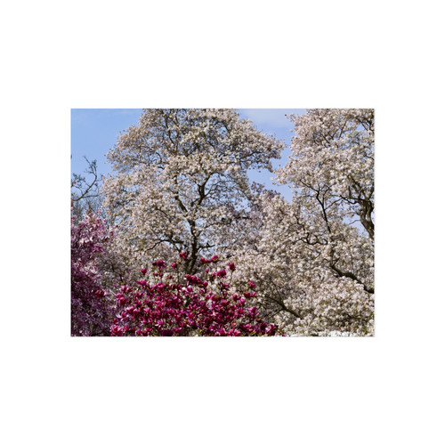 Magnolia blooms | Levi O'Brien Trees