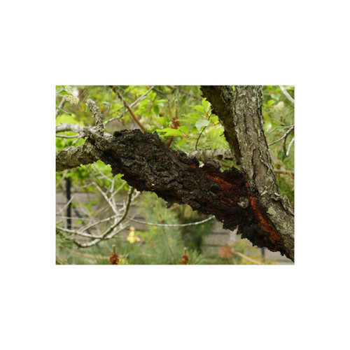 Canker | Levi O'Brien Trees