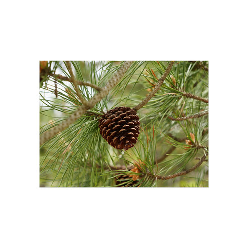 Cone 1 | Levi O'Brien Trees