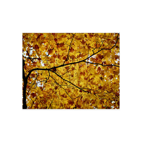 Maple leaves | Levi O'Brien Trees