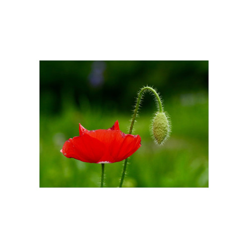 Poppy 3 | Levi O'Brien Trees