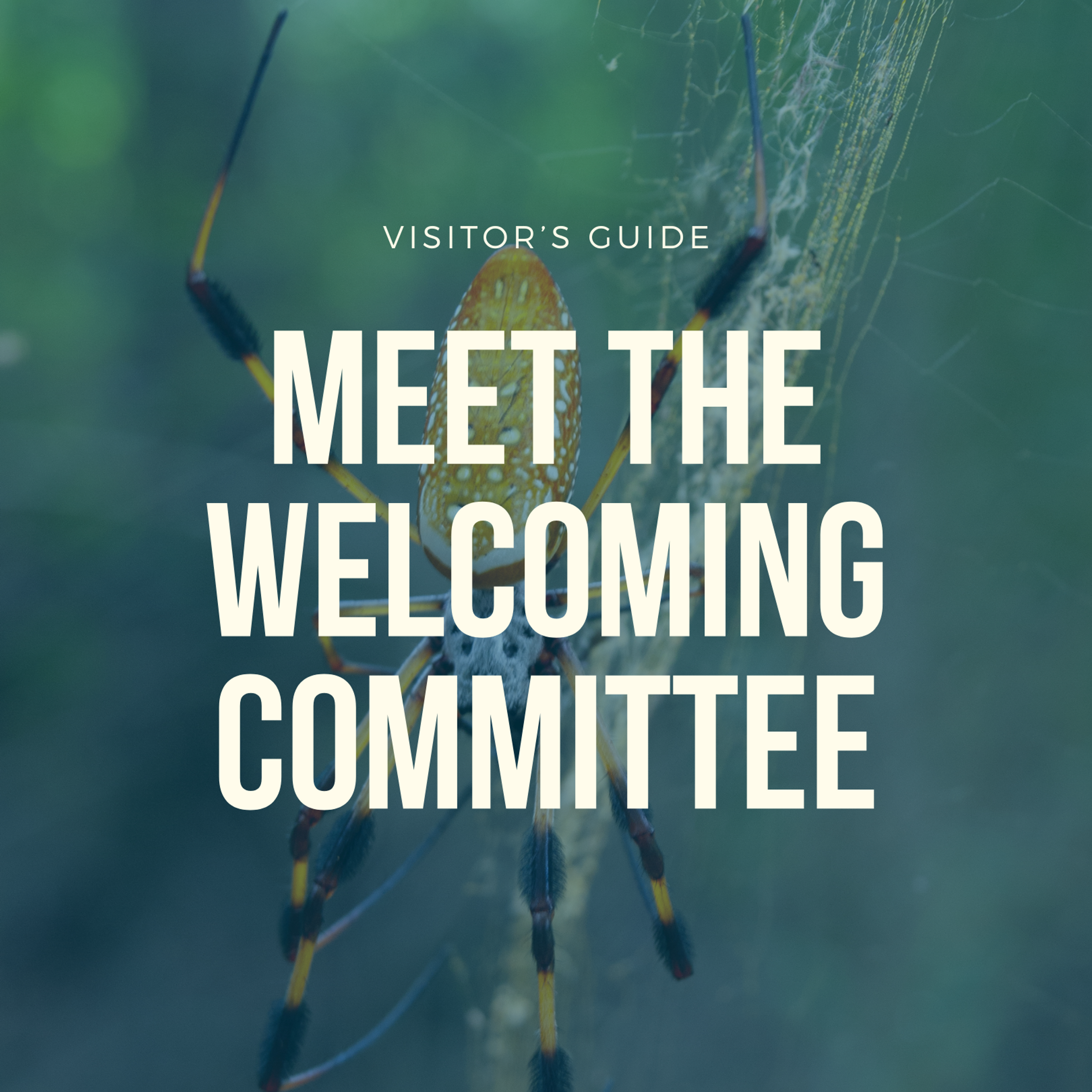 The Outer Banks “Welcoming Committee”: Midges, Spiders & Palmetto Bugs ...