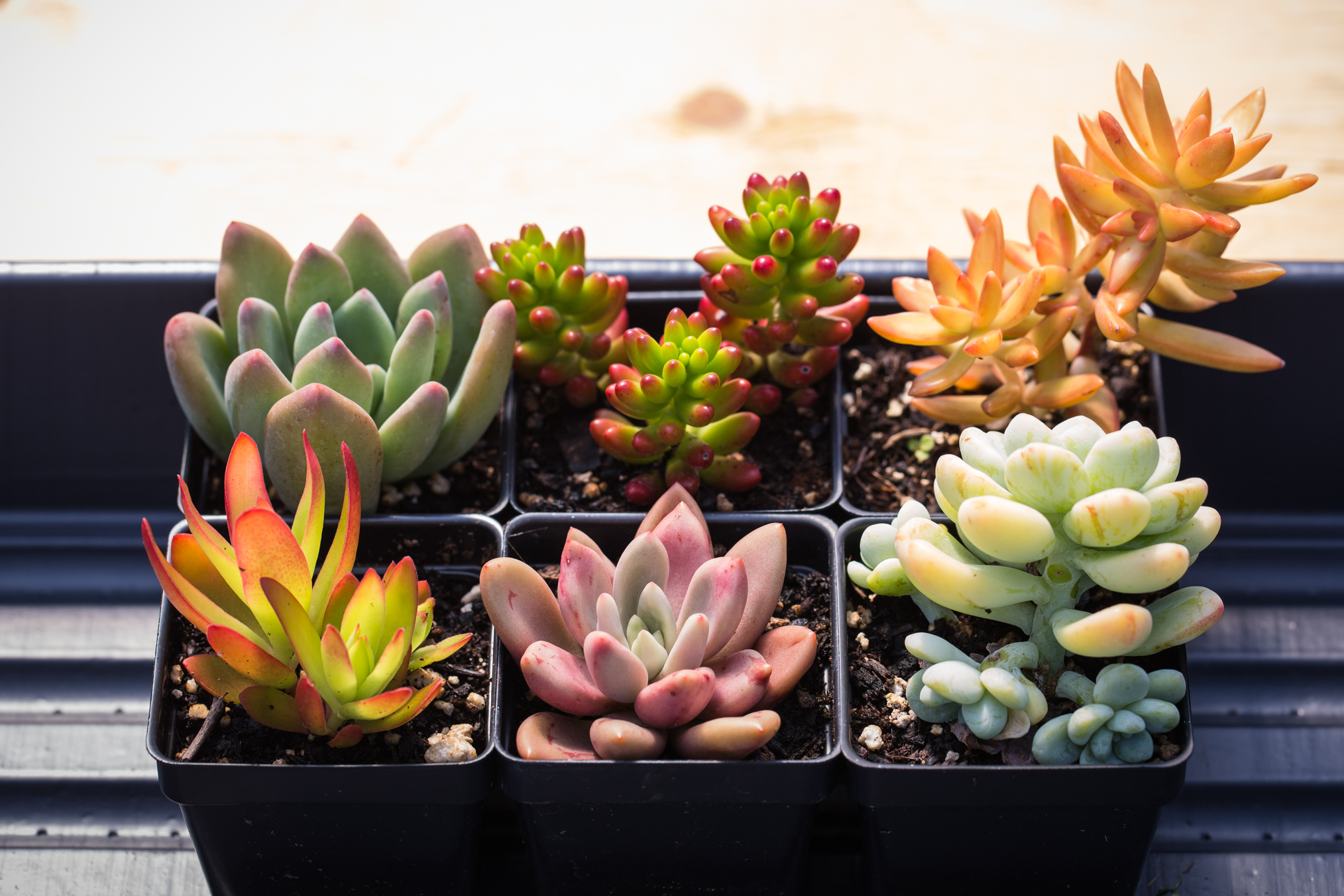 Succulentes | Succulentes Québec