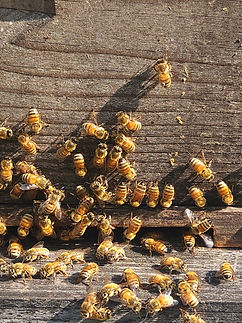 Funny Farm Apiaries | raw honey