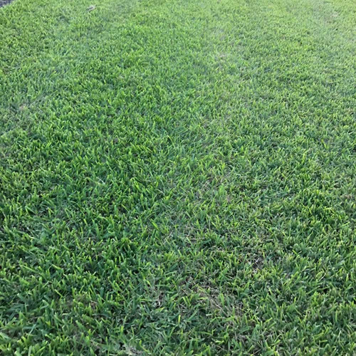 Floratam St. Augustine Pallet 400sqft ($10 wooden pallet) | Alfa Sod