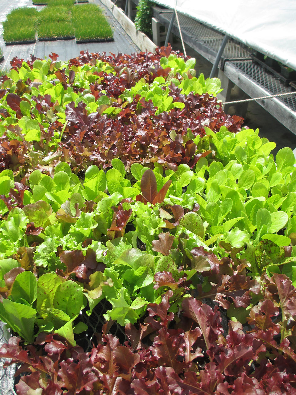 Plants grown in Maine | snell-family-farm