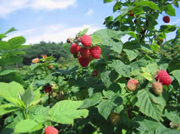 Local food grown in Maine | snell-family-farm