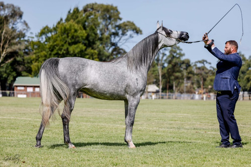 OSO ODETTE | OSO ARABIANS