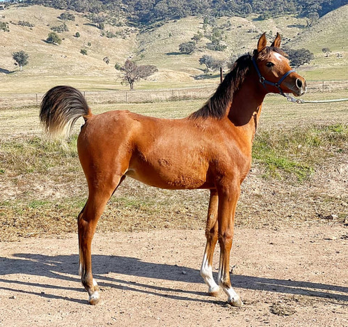 OSO HALLEYS COMET | OSO ARABIANS