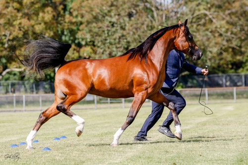 OSO HUNTER | OSO ARABIANS