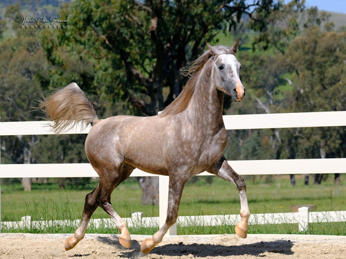 SILVER OSO SHOWMAN | OSO ARABIANS