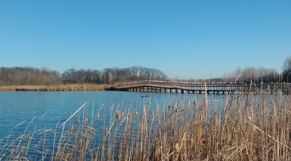 Crosswinds Marsh Preserve | Michigan ASLA