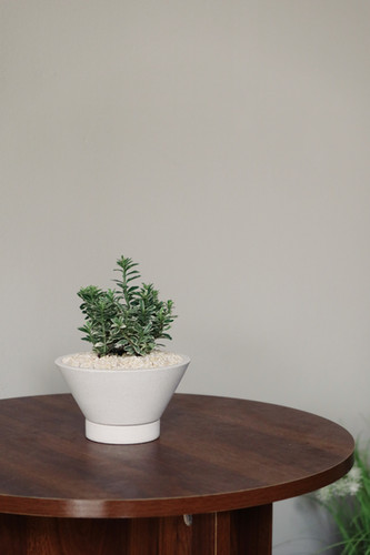 Euonymus Microphylla 'Tom's Thumb' in ENKEL Trapezium Terrazzo Pot ...