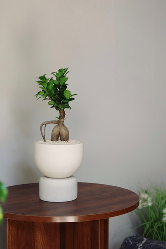 Ficus Ginseng in ENKEL Short U-Shaped Terrazzo Pot | thenursery.sg
