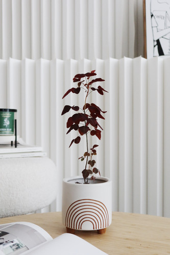 Oxalis Hedysaroides 'Fire Fern' in RAYON Ceramic Pot (10cm) | thenursery.sg