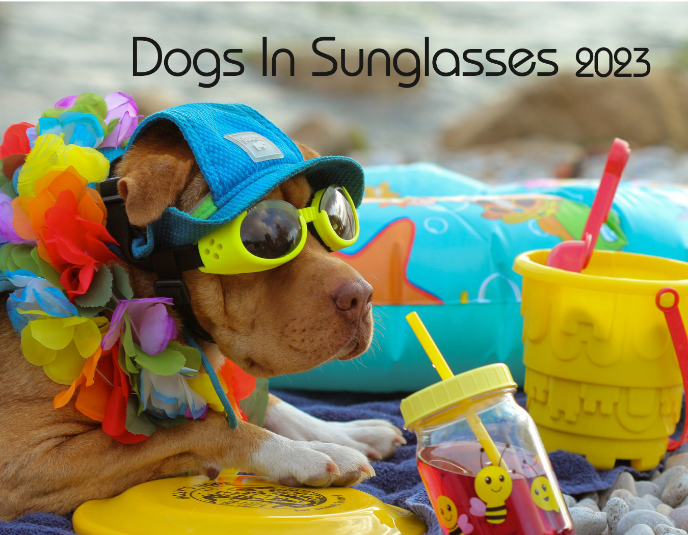 HOLLYS HOPE for animals in need, Toronto