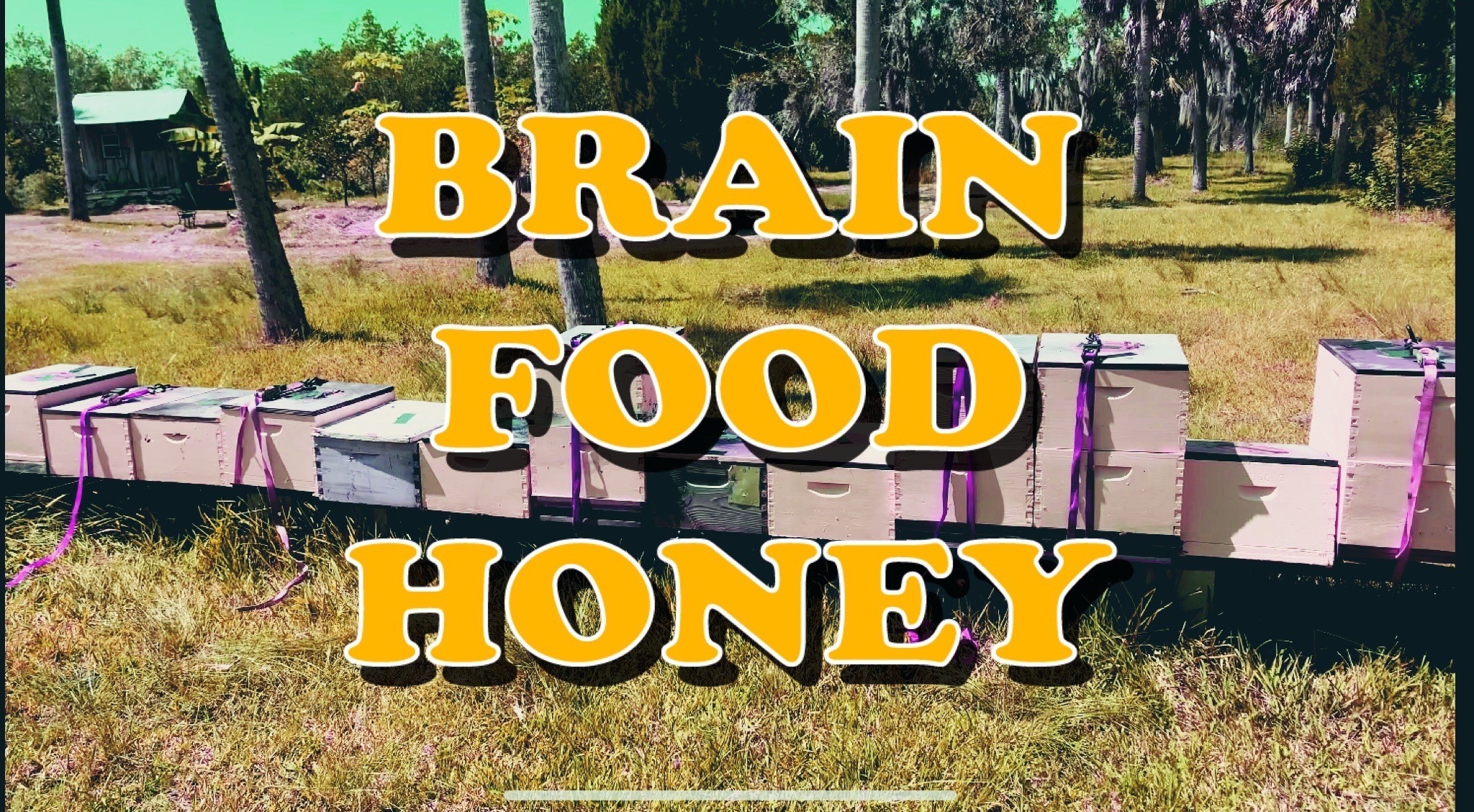 Report bees | Brainfoodhoney.com