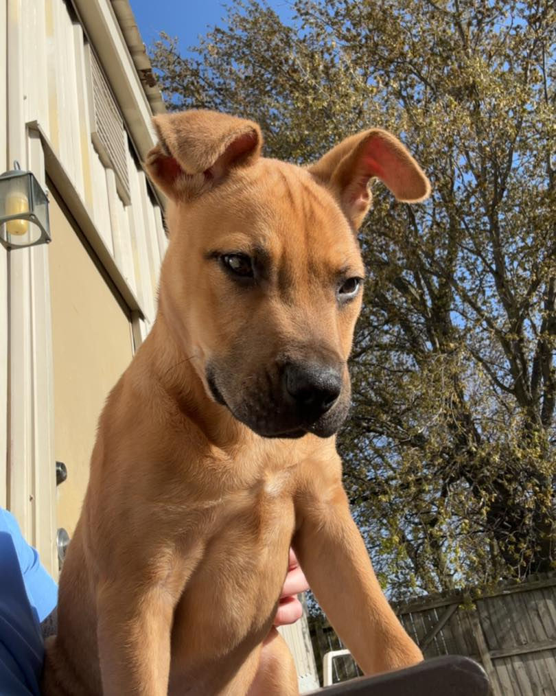 Adoptable Pets | Loving Heart