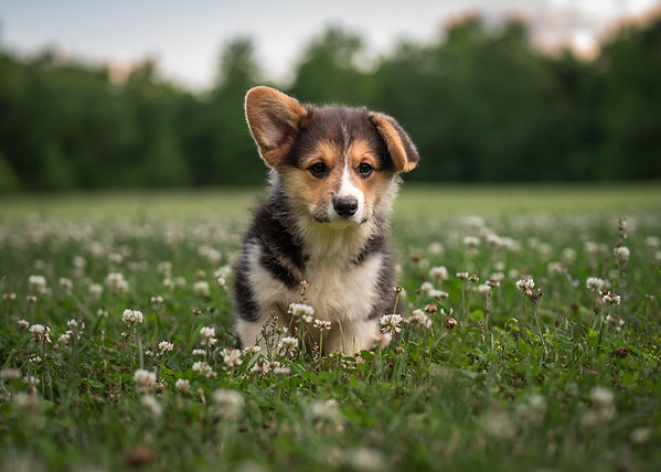 Puppies | Clark's Corgi Ranch