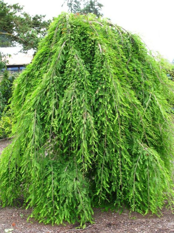 Cascade Falls weeping baldcypress