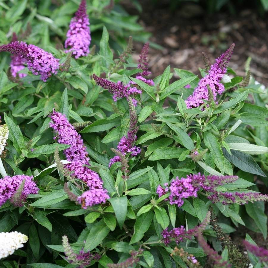 Dwarf butterfly bush