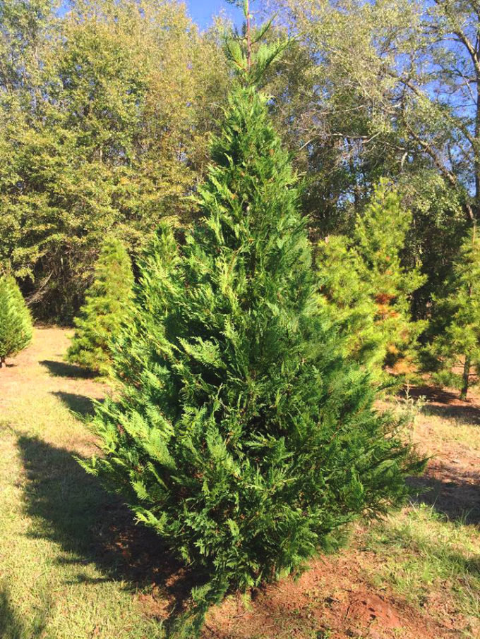 Murray cypress