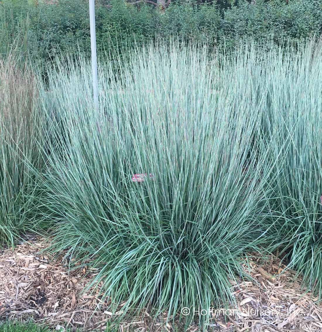 Little bluestem