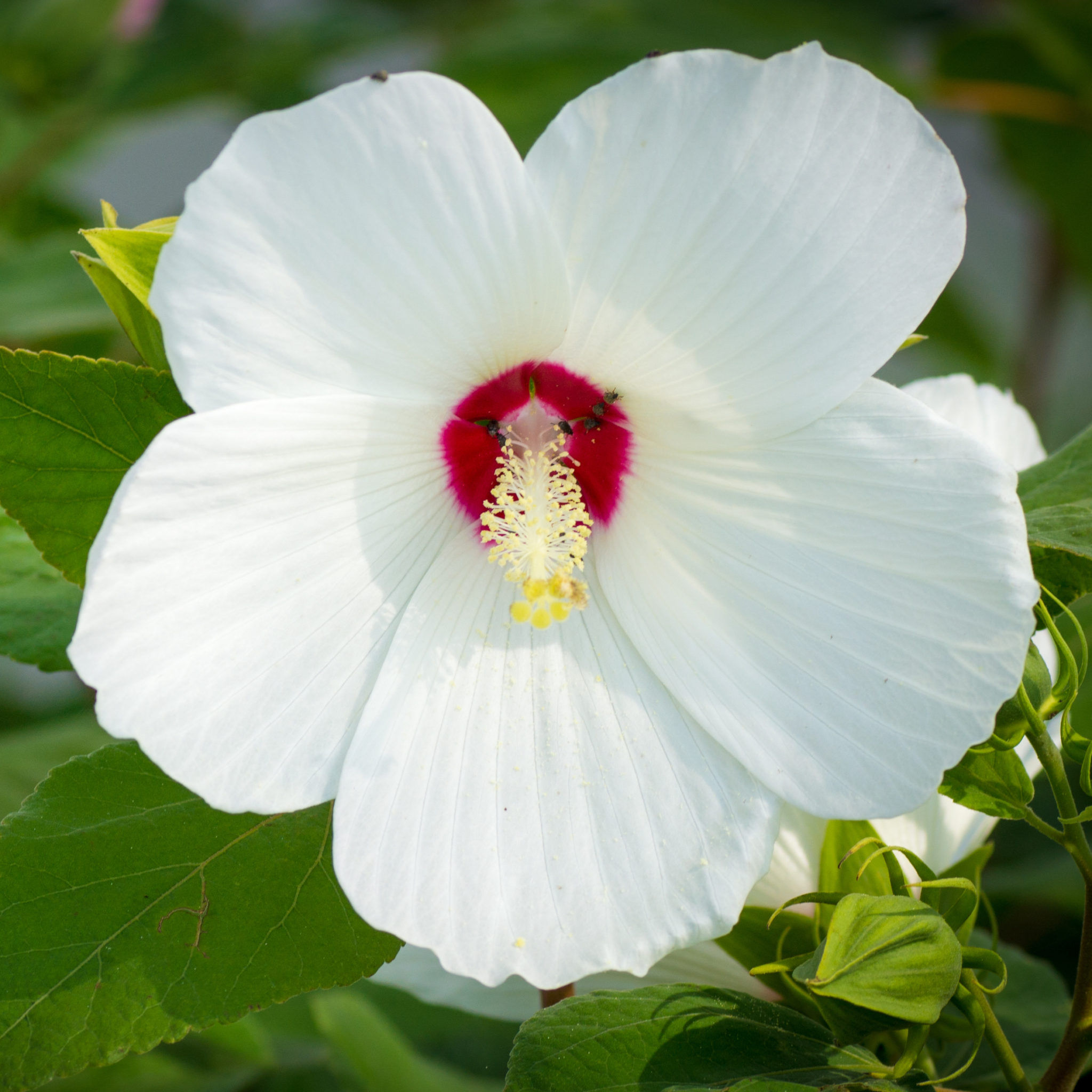 Swamp rose mallow