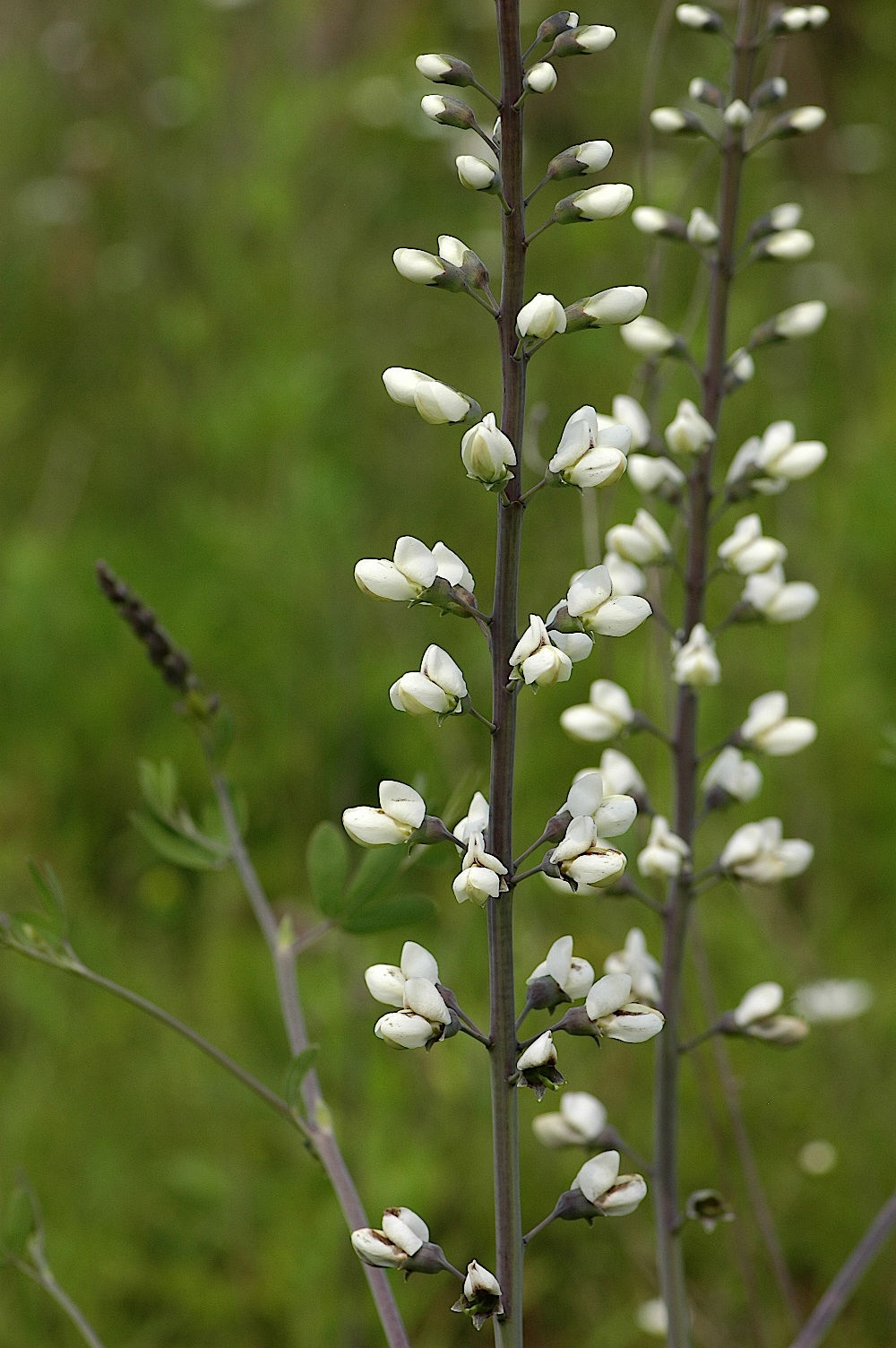White false indigo