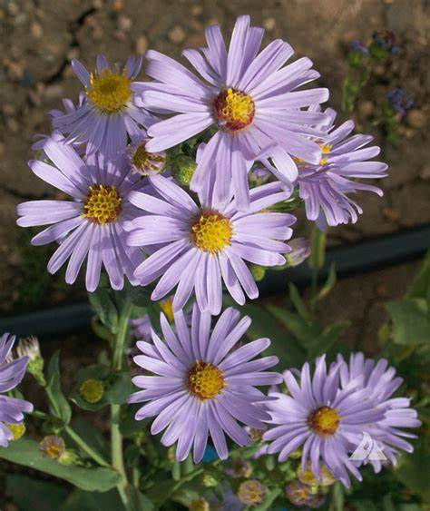 Smooth aster