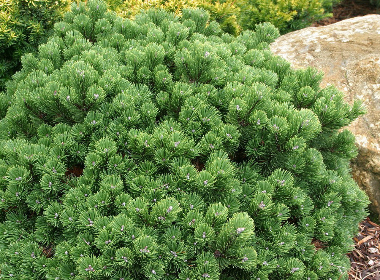 Dwarf mugo pine