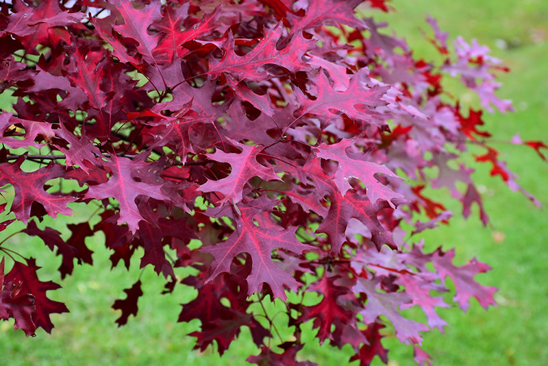 Scarlet oak