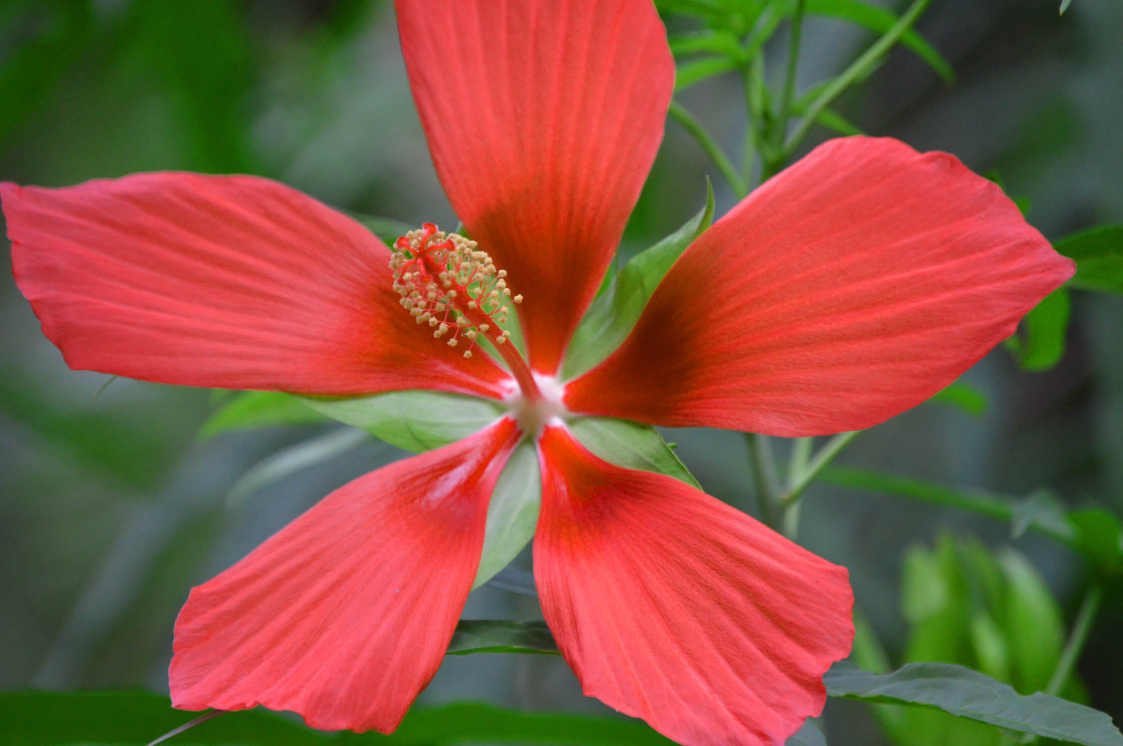 Swamp hibiscus