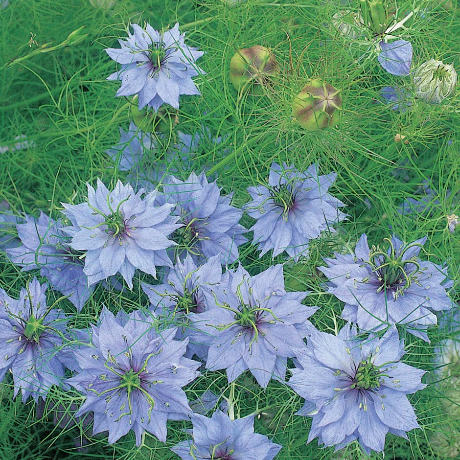 Mist flower