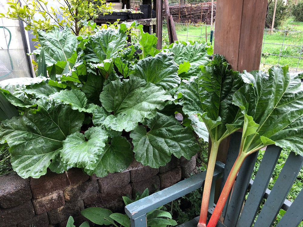 Refreshing Rhubarb Recipe: Rhubarb-Radish Confetti Salsa