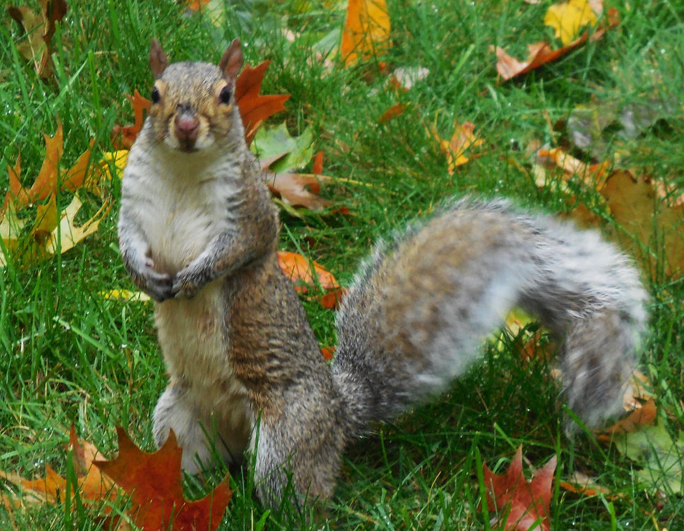 The Picture Book Buzz - Interview w/Cathy Ballou Mealey and Review of ...