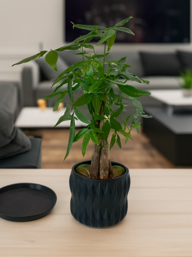 Money Tree in Noir Elegance Ceramic | Plant The Jungle