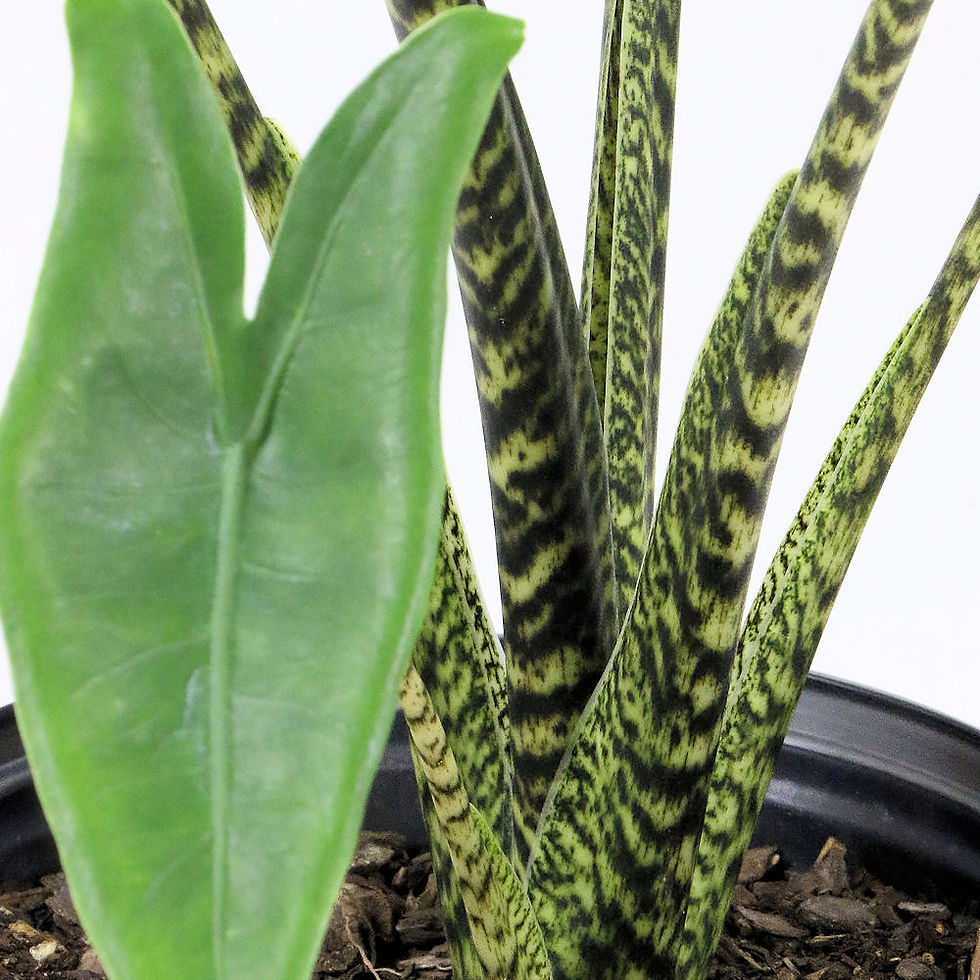 Alocasia Zebrina "Zebra" (Grower's Choice) | Plant The Jungle
