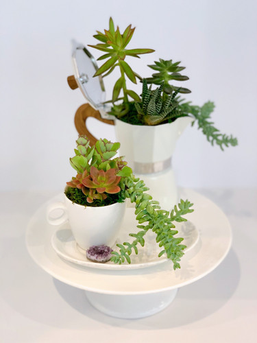 Cafecito 3:05 Cacti & Succulent Arrangement | Plant The Jungle