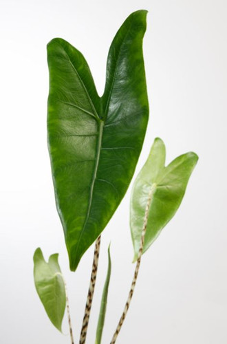 Alocasia Zebrina "Zebra" (Grower's Choice) | Plant The Jungle