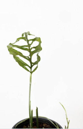 Monstera Obliqua | Plant The Jungle
