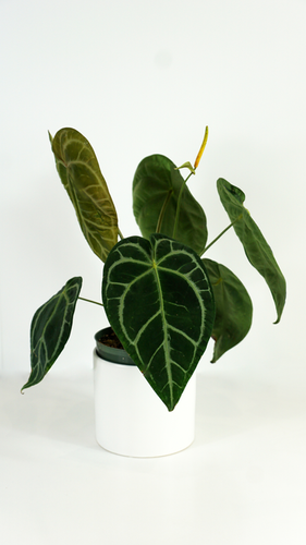 Anthurium 'SKG Silver' | Plant The Jungle