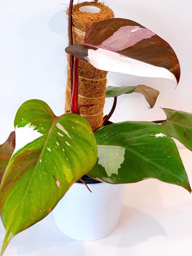 Philodendron 'Red Anderson' | Plant The Jungle