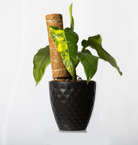 Philodendron domesticum (Spadeleaf) | Plant The Jungle