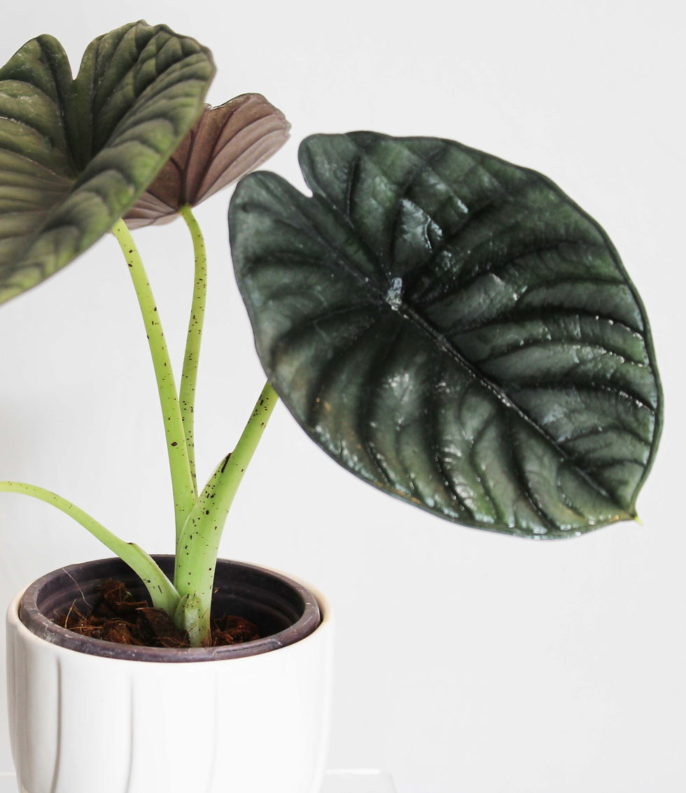 Alocasia nebula | Plant The Jungle
