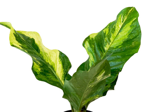 Anthurium 'Renaissance' White Variegata | Plant The Jungle