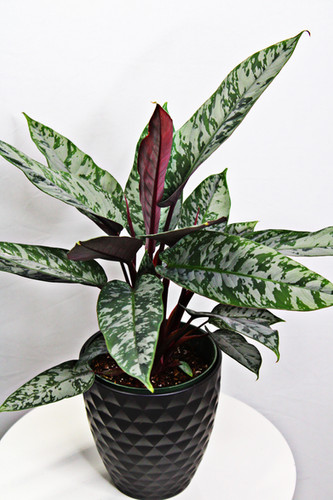 Apoballis Acuminatissima 'Homalomena Purple Sword' | Plant The Jungle