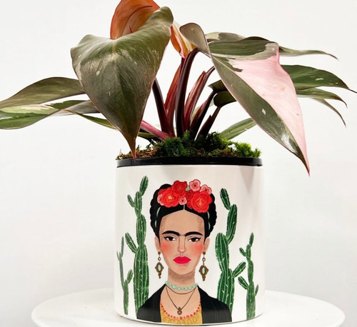 Philodendron erubescense ‘Pink Princess’ in Frida Planter (Grower's ...